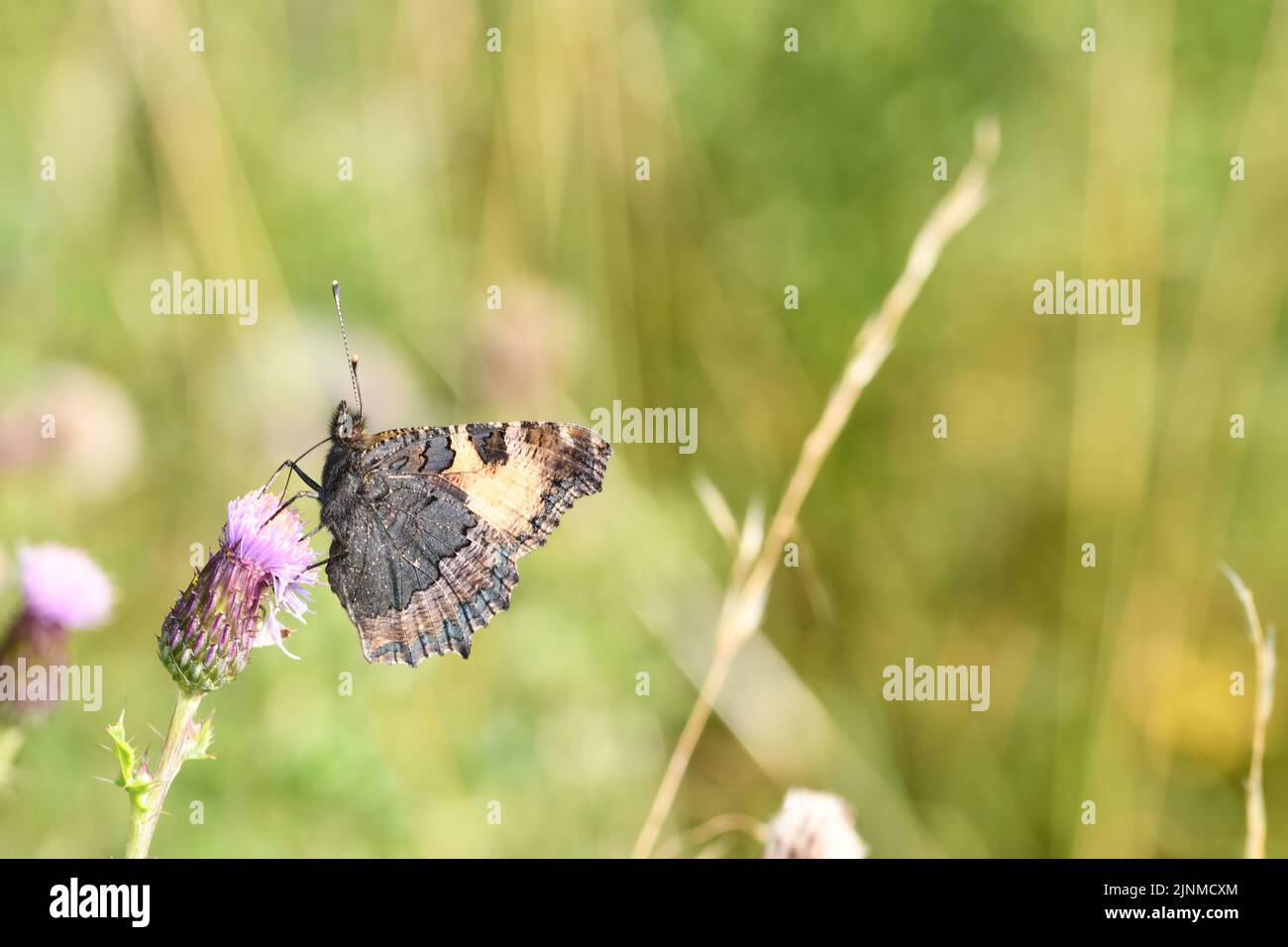 Small Tortoiseshell (Aglais urticae) butterfly, Kilkenny, Ireland Stock ...