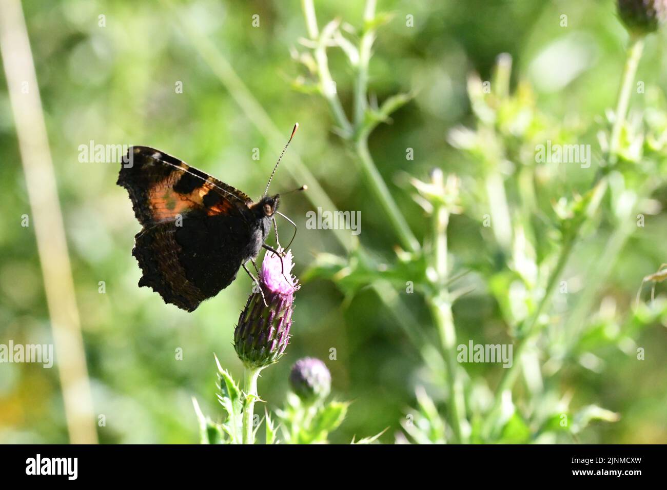 Small Tortoiseshell (Aglais urticae) butterfly, Kilkenny, Ireland Stock ...