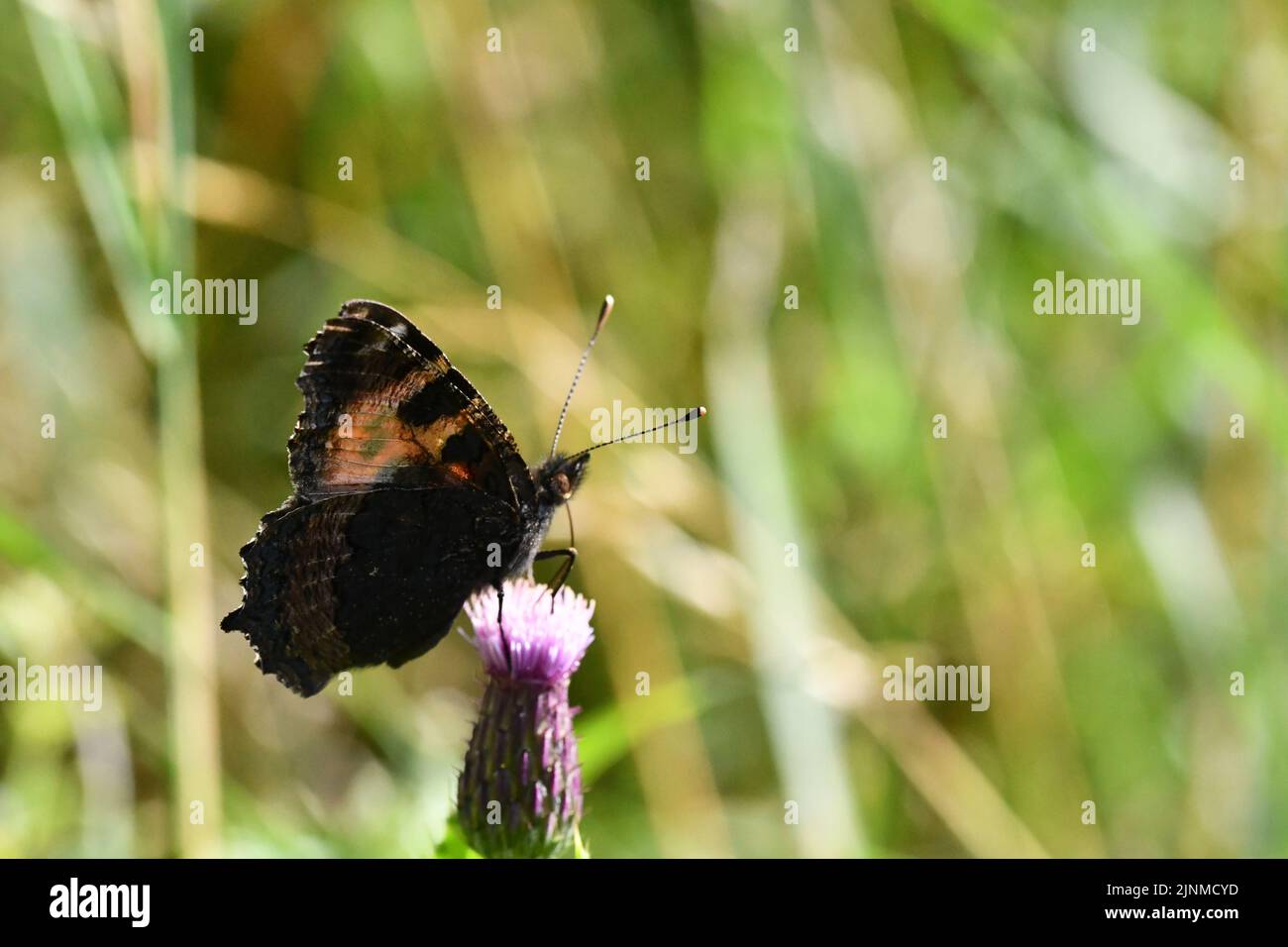 Small Tortoiseshell (Aglais urticae) butterfly, Kilkenny, Ireland Stock ...