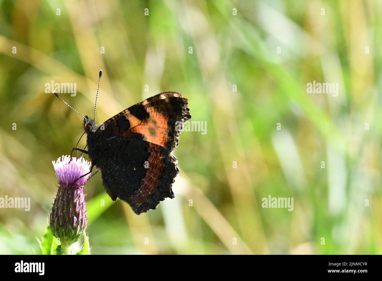 Small Tortoiseshell (Aglais urticae) butterfly, Kilkenny, Ireland Stock ...
