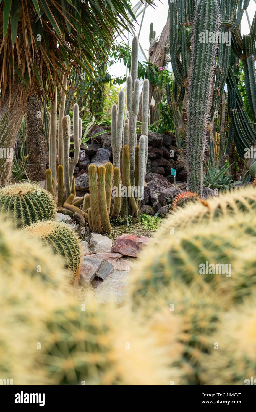 Different types of cactus in a Botanic garden Stock Photo - Alamy