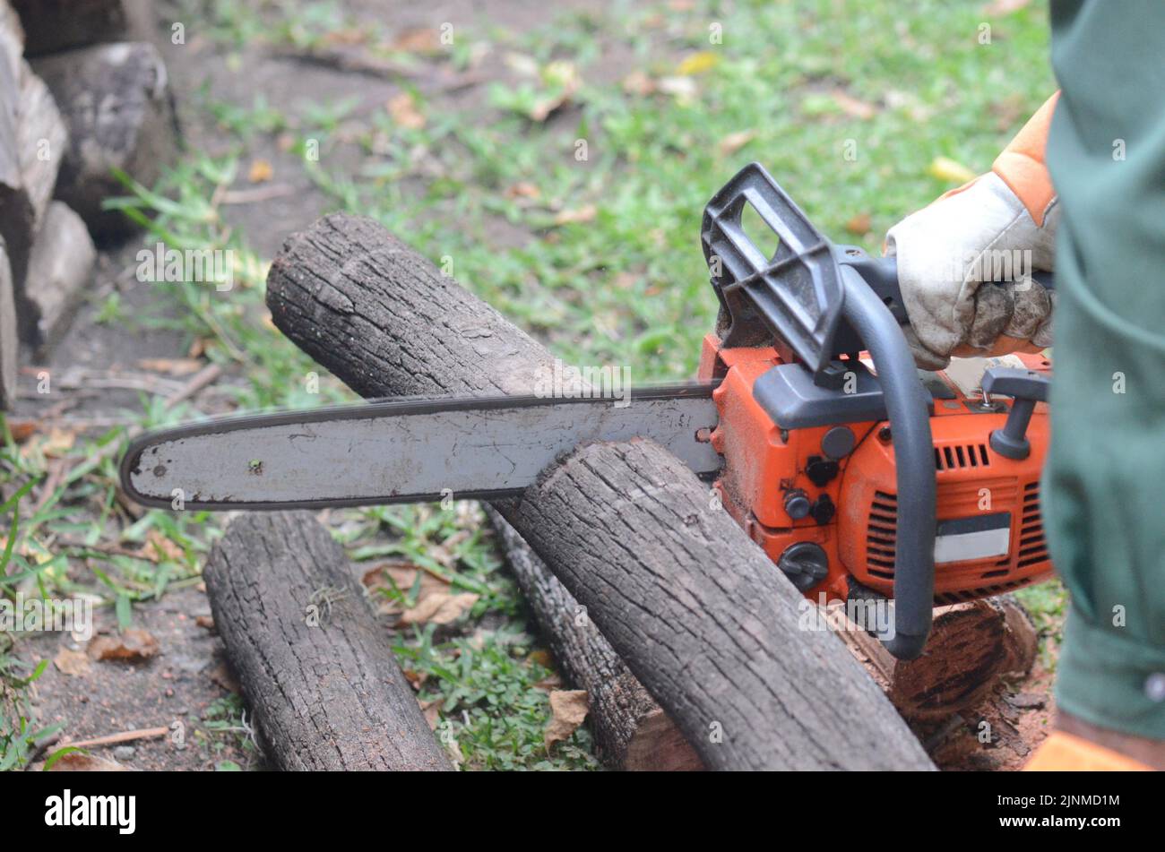 A closeup of a man's hand holding a chainsaw on a half-cut trunk Stock ...