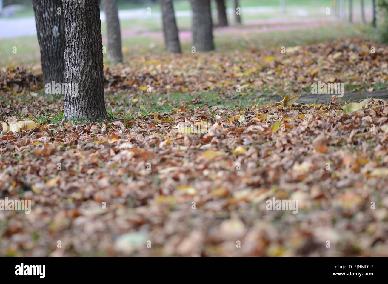 A selective focus shot of dry leaves on the ground with a blurred ...