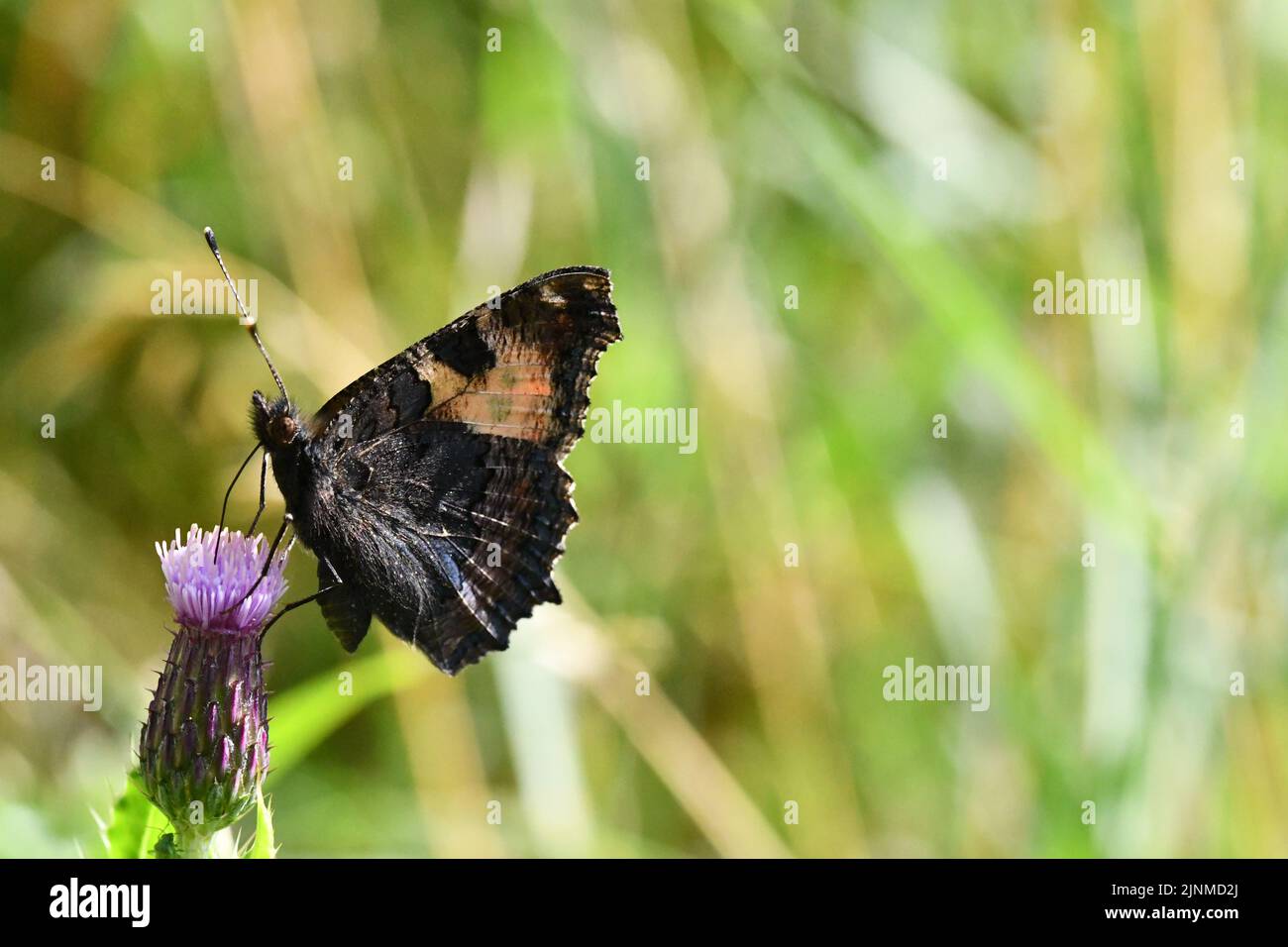 Small Tortoiseshell (Aglais urticae) butterfly, Kilkenny, Ireland Stock ...