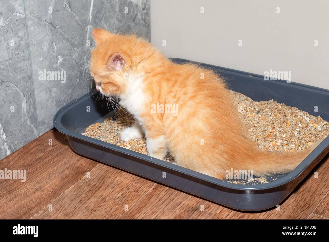 a small red kitten poops in a cat litter box with sand. Potty training ...