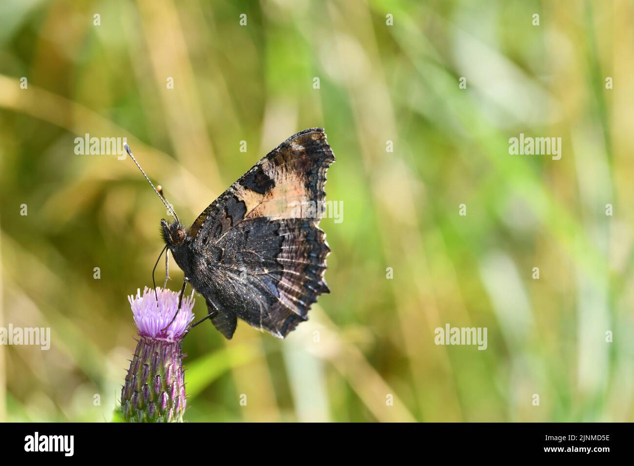 La petite tortue f hi-res stock photography and images - Alamy