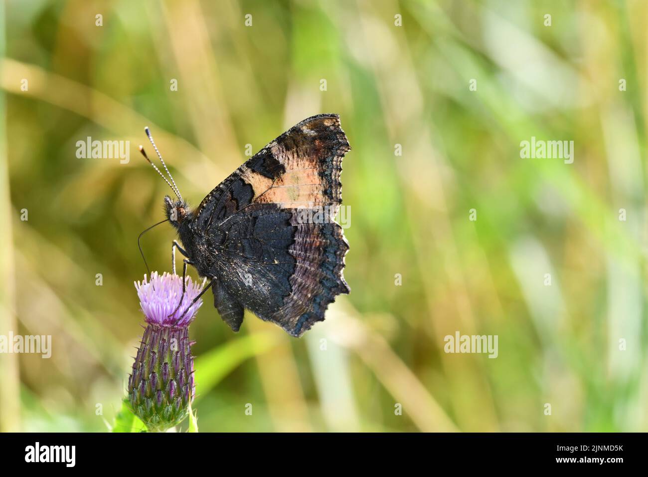 Small Tortoiseshell (Aglais urticae) butterfly, Kilkenny, Ireland Stock ...