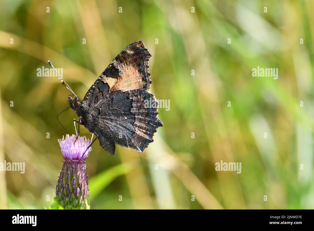 Small Tortoiseshell (Aglais urticae) butterfly, Kilkenny, Ireland Stock ...