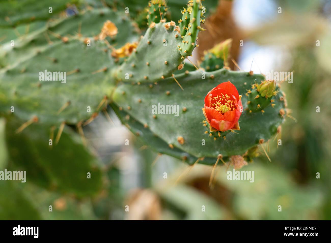 Prickly Pear. Barbary Fig. Moroccan Cactus flower Stock Photo - Alamy