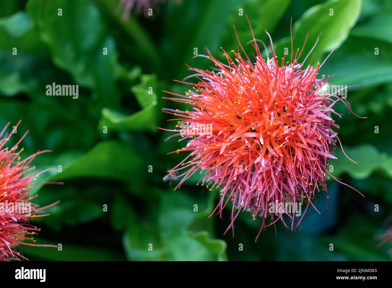 Calliandra haematocephala, Spiked pink Flower Stock Photo - Alamy
