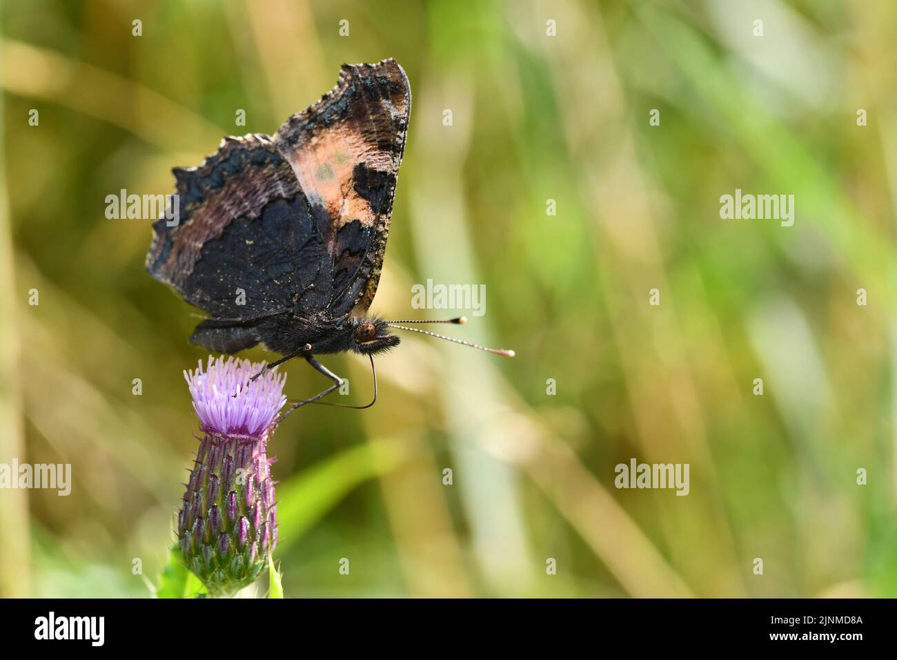 Small Tortoiseshell (Aglais urticae) butterfly, Kilkenny, Ireland Stock ...