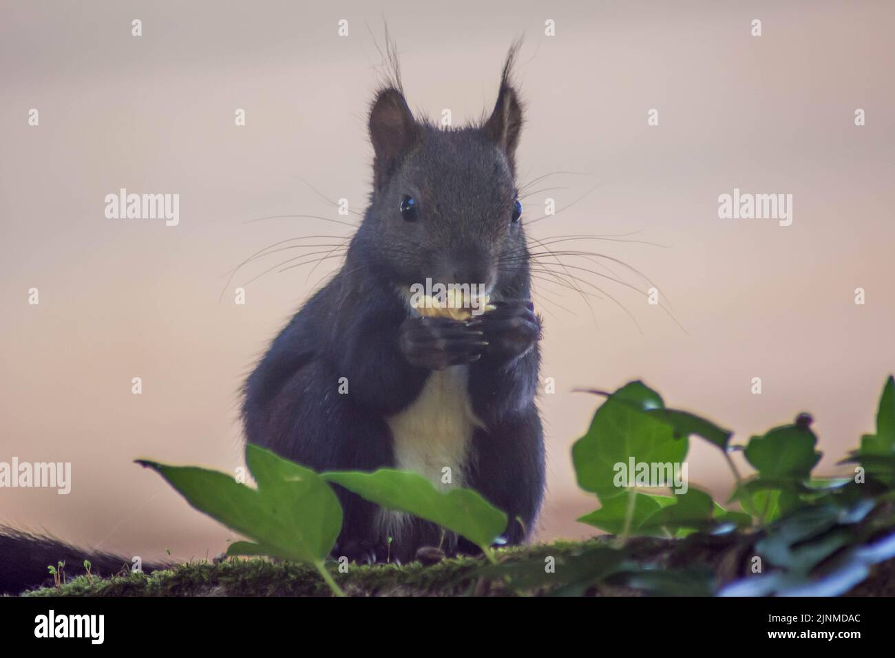 Squirrels in Munich, germany Stock Photo - Alamy