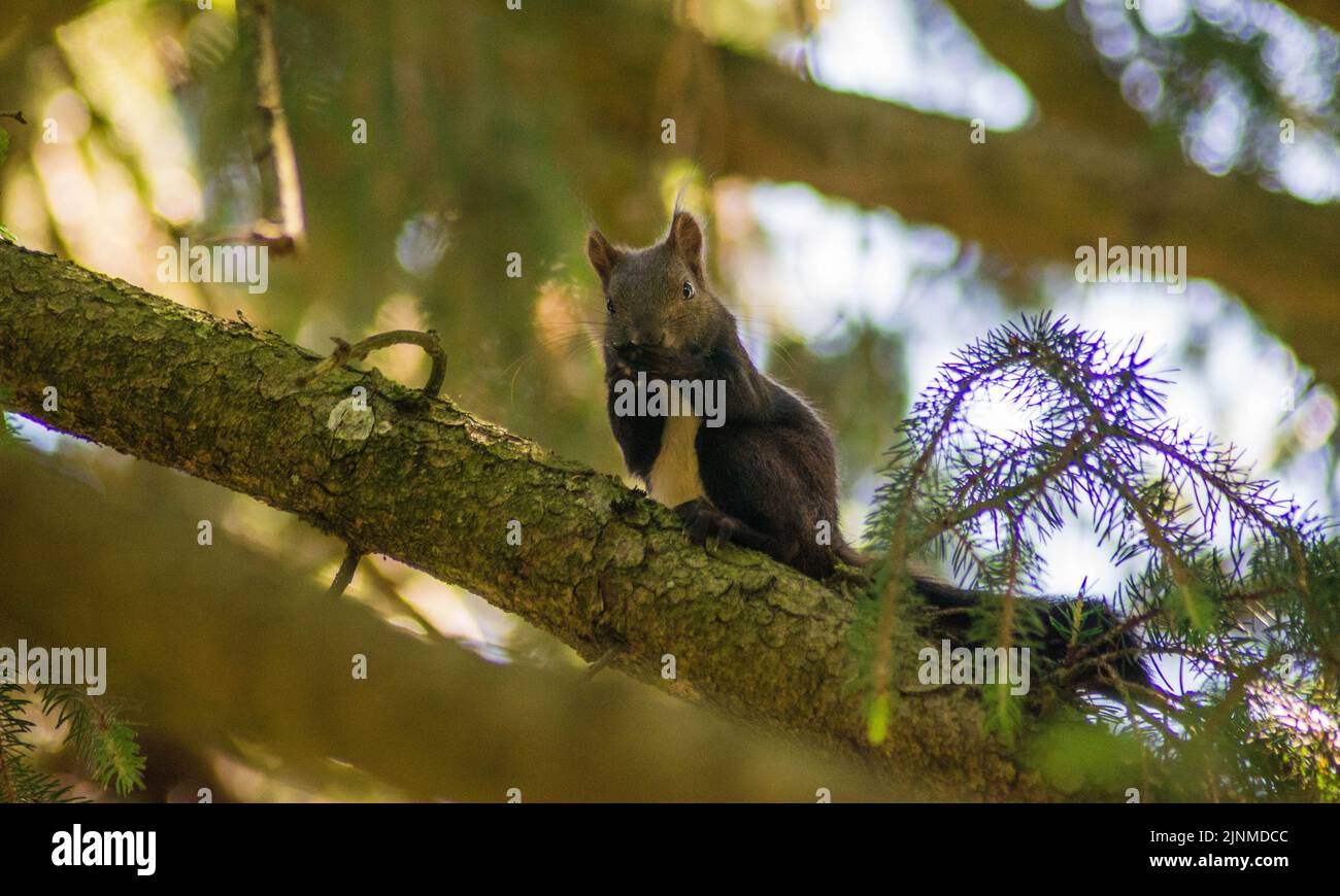 Squirrels in Munich, germany Stock Photo - Alamy