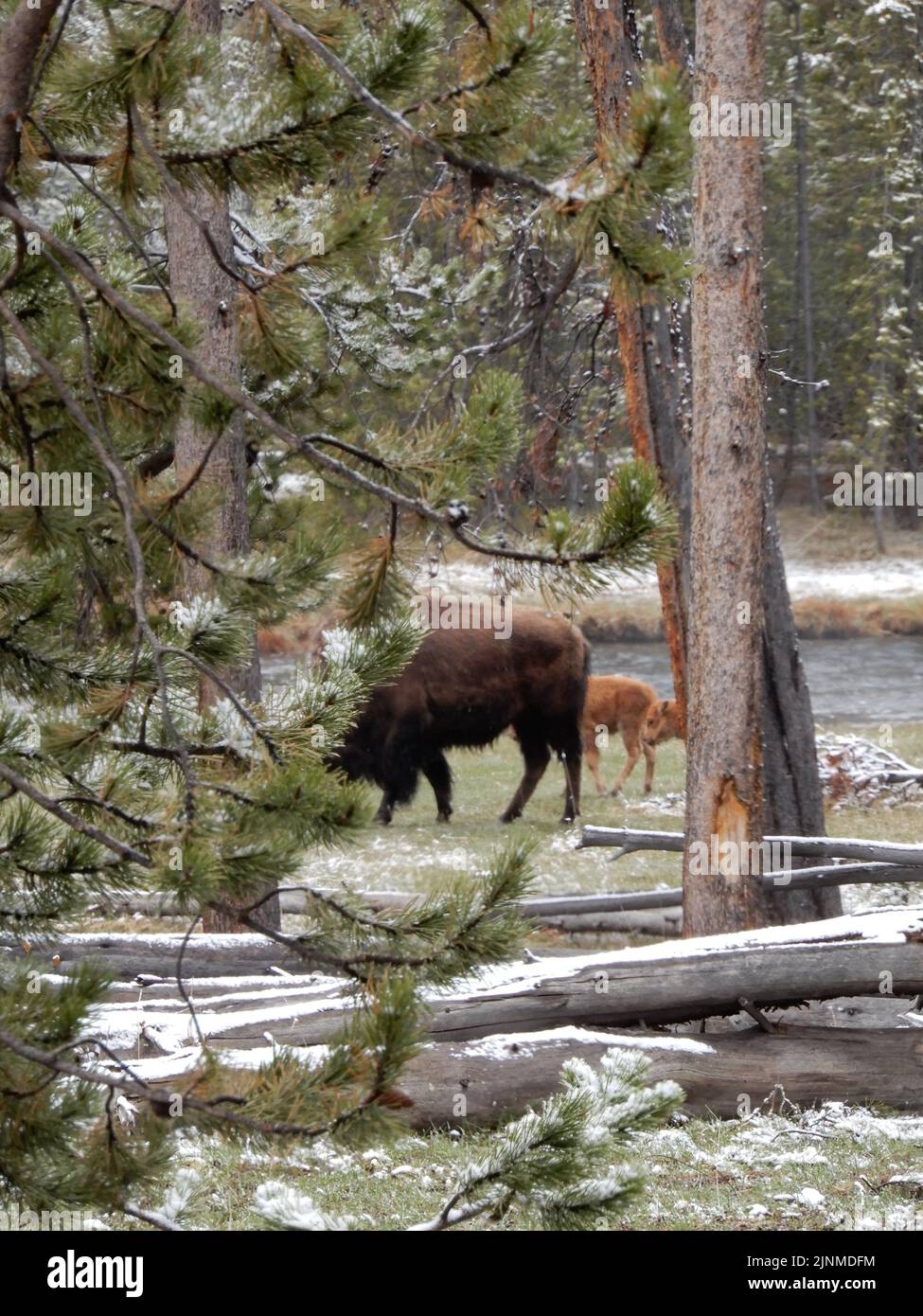 American bullfalo hi-res stock photography and images - Alamy