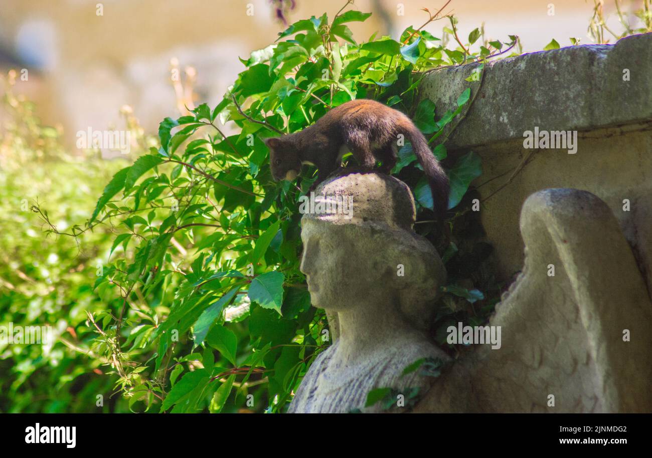Squirrels in Munich, germany Stock Photo - Alamy