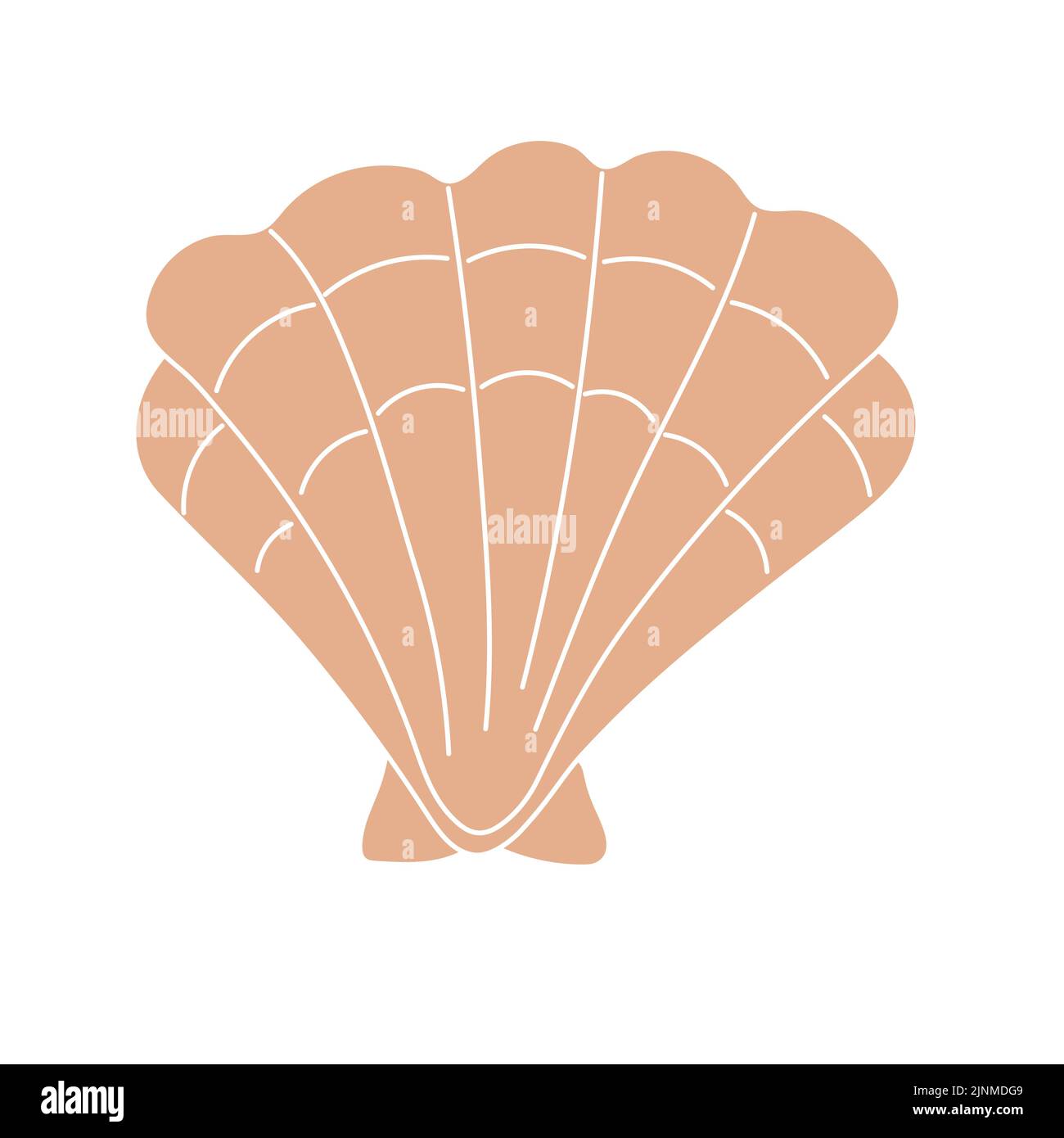 Beautiful curly seashell on an isolated background. Malyusk in the sink ...