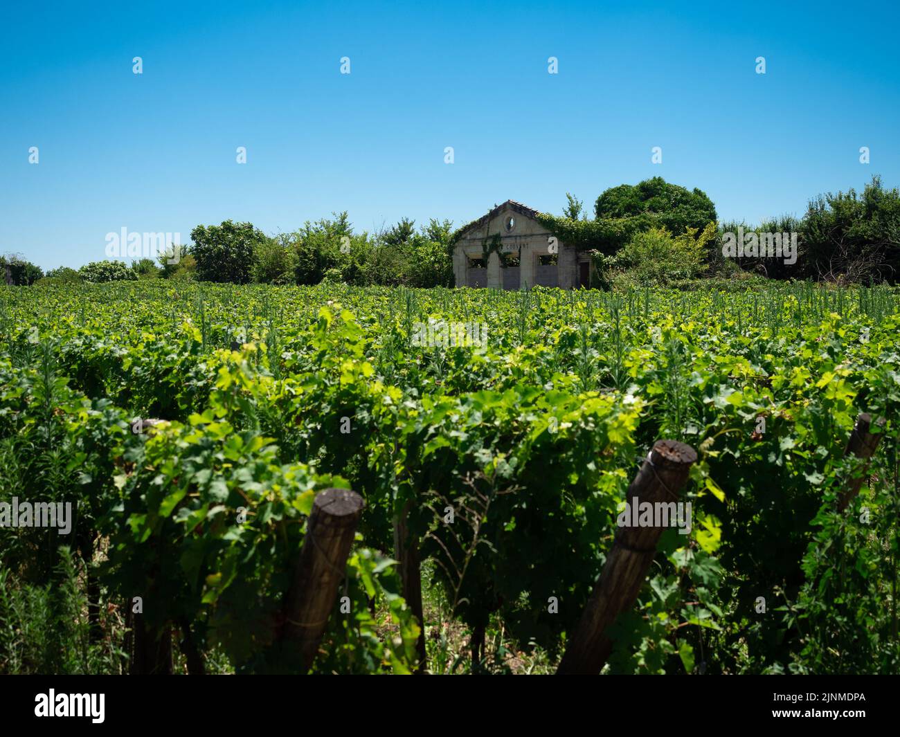 Vineyard landscape near Saint Emilion region Bordeaux France Stock ...