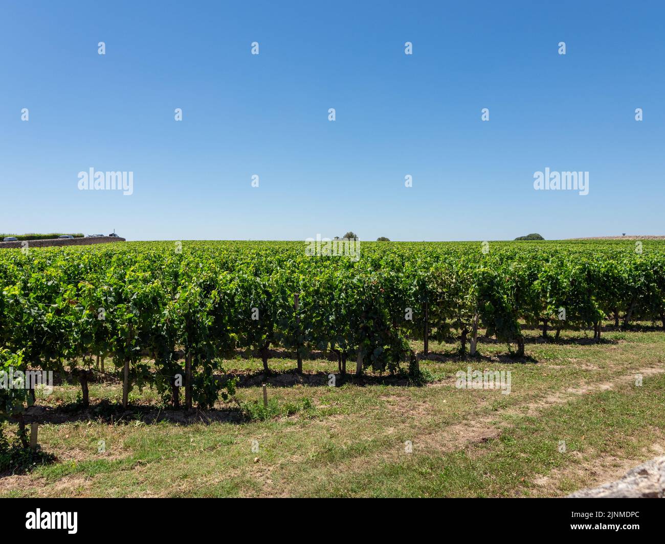 Vineyard landscape near Saint Emilion region Bordeaux France Stock ...