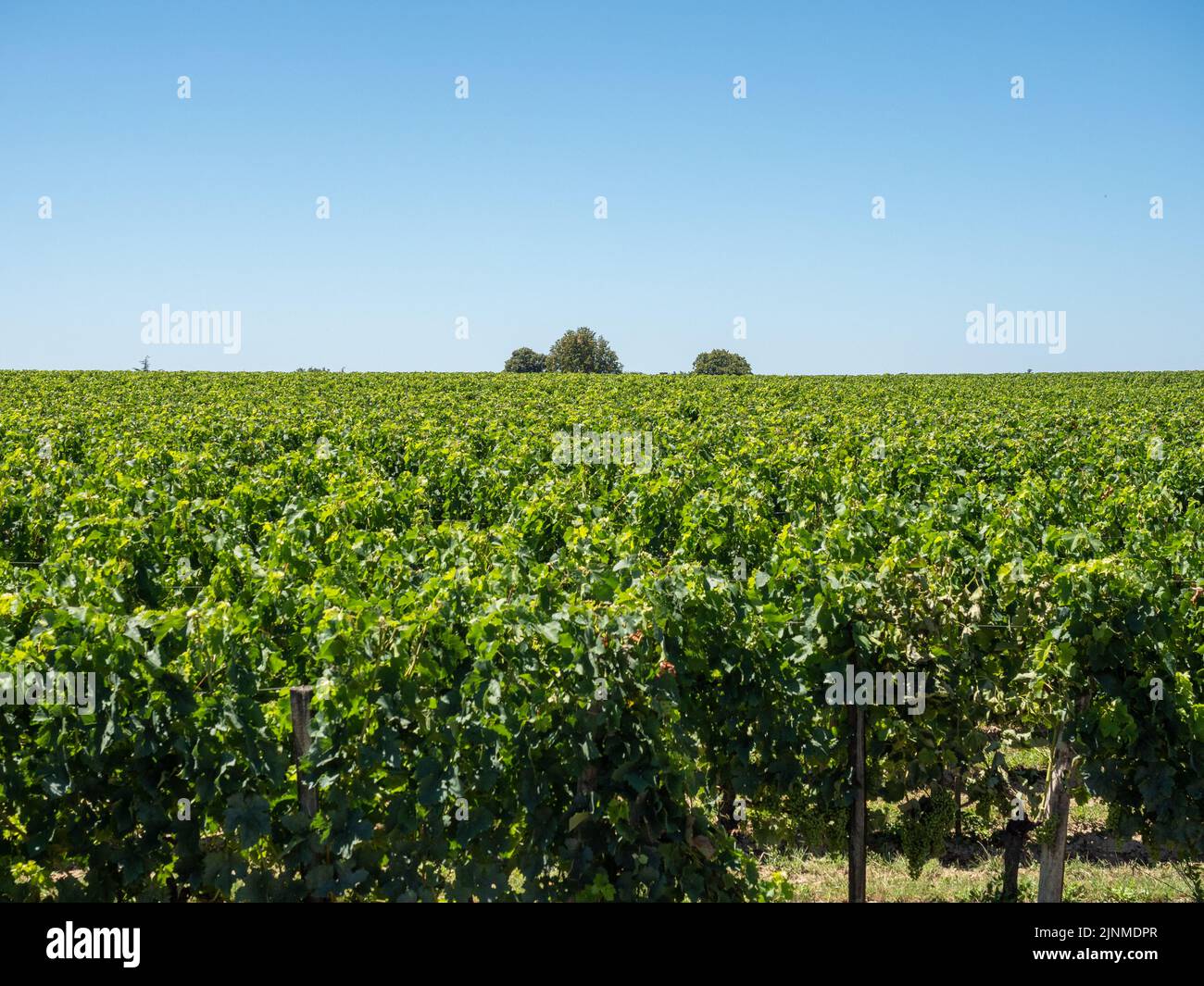 Vineyard landscape near Saint Emilion region Bordeaux France Stock ...