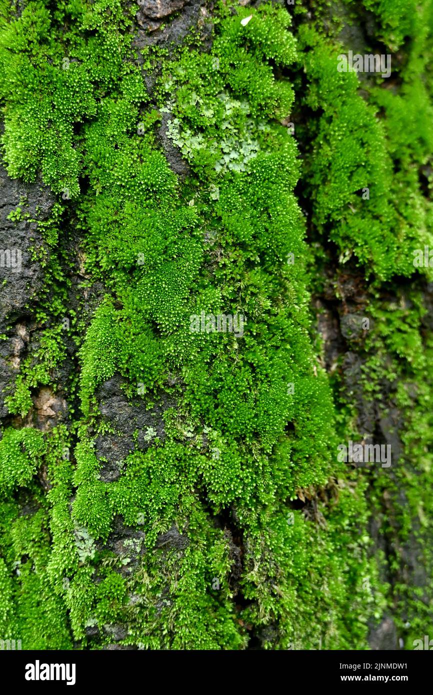 closeup the small green fungus growing on the tree soft focus natural ...