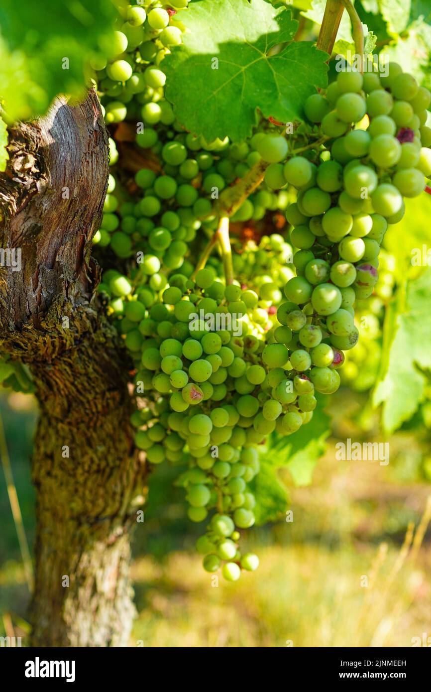 grapes on vine In vineyard in Saumur, Loire valley, France Stock Photo ...