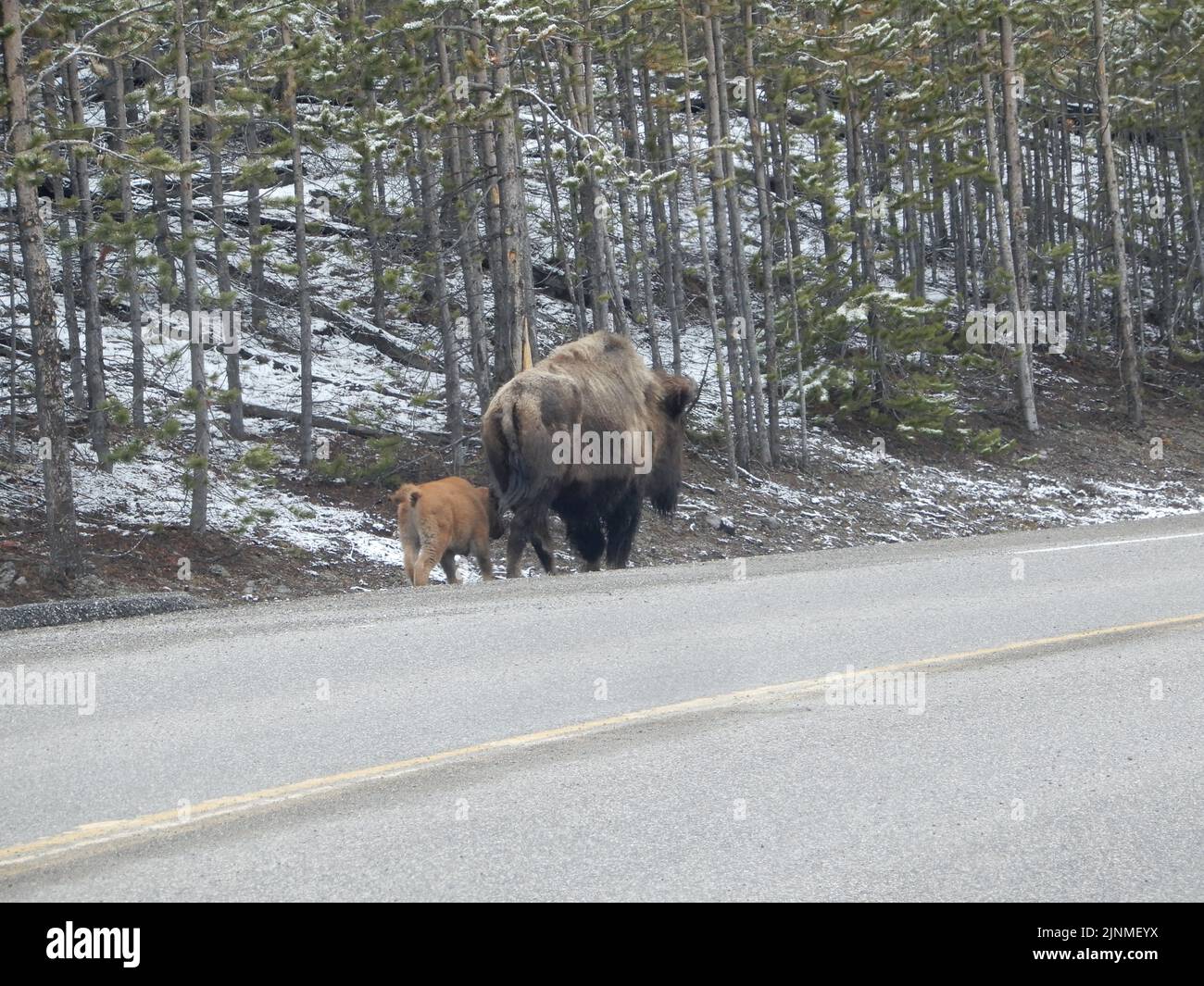 Yellowstone National Park, U.S.A. 5/21-24/2022. American Bison. 5,000 ...