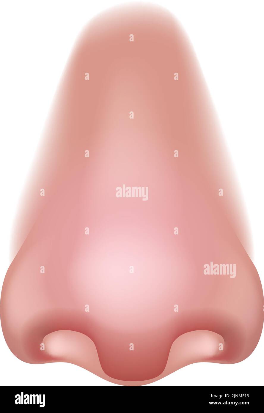 Nose Five Senses Human Body Part Sense Organ Icon Stock Vector Image ...