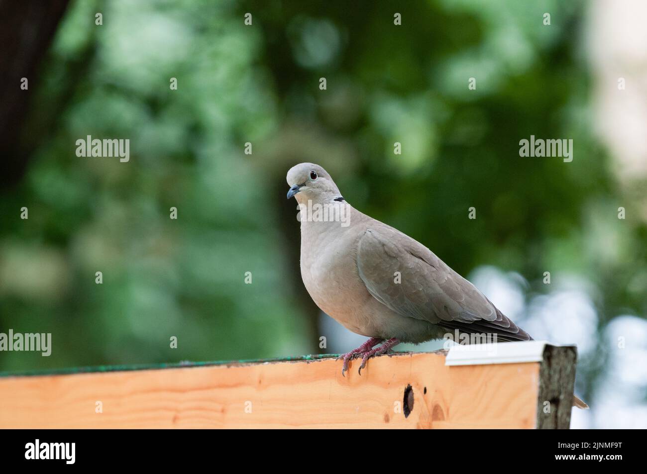 Closeup photo of an Eurasian collared dove resting on a bench Stock ...