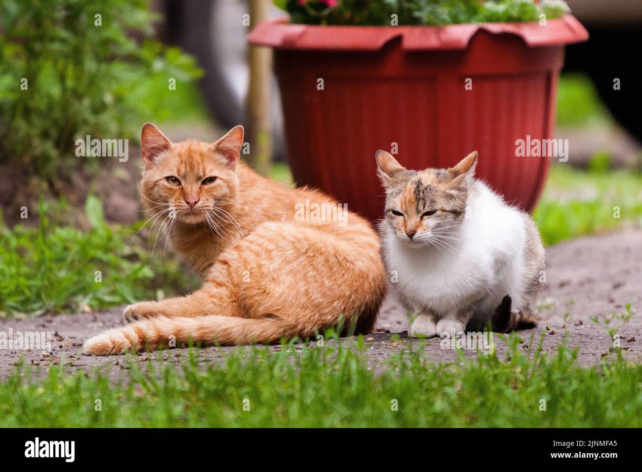 Portrait of a pair of two stray cats in an urban environment Stock ...