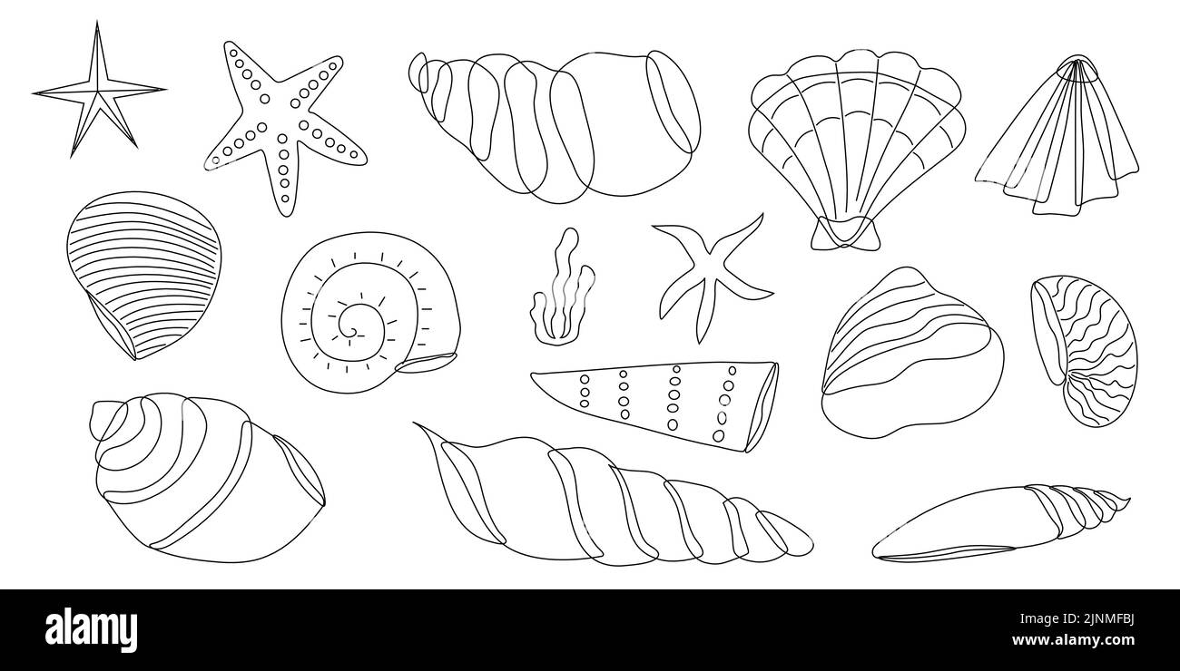 A set of seashells in a black and white outline Stock Vector Image ...