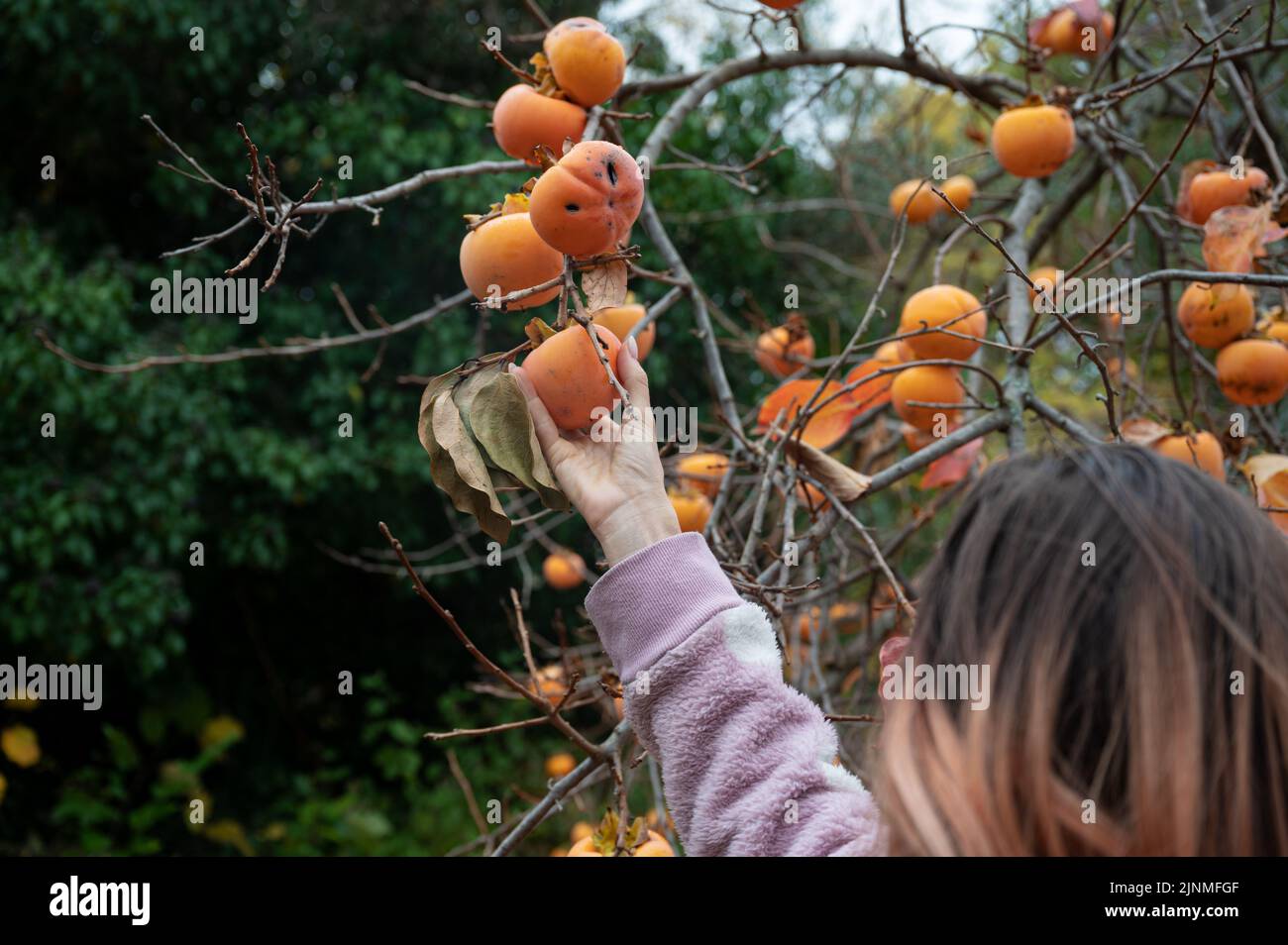 Caucasian woman harvesting persimmon fruits from an abundant tree in ...
