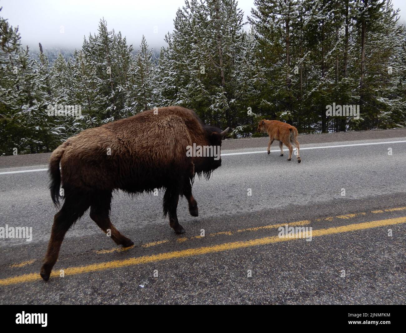 Yellowstone National Park, U.S.A. 5/21-24/2022. American Bison. 5,000 ...