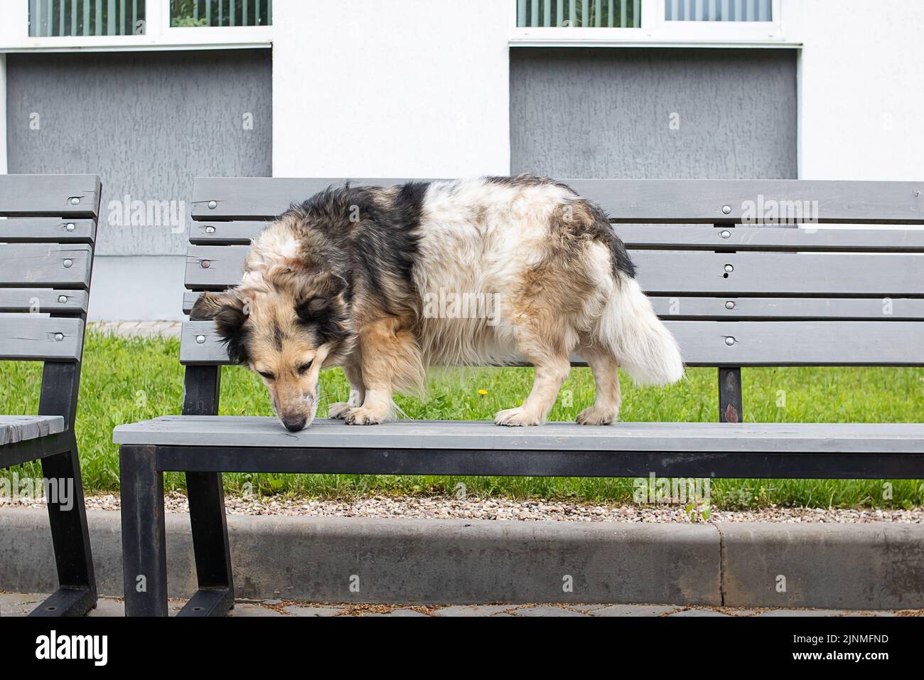 A dog sits on a park bench close up Stock Photo - Alamy