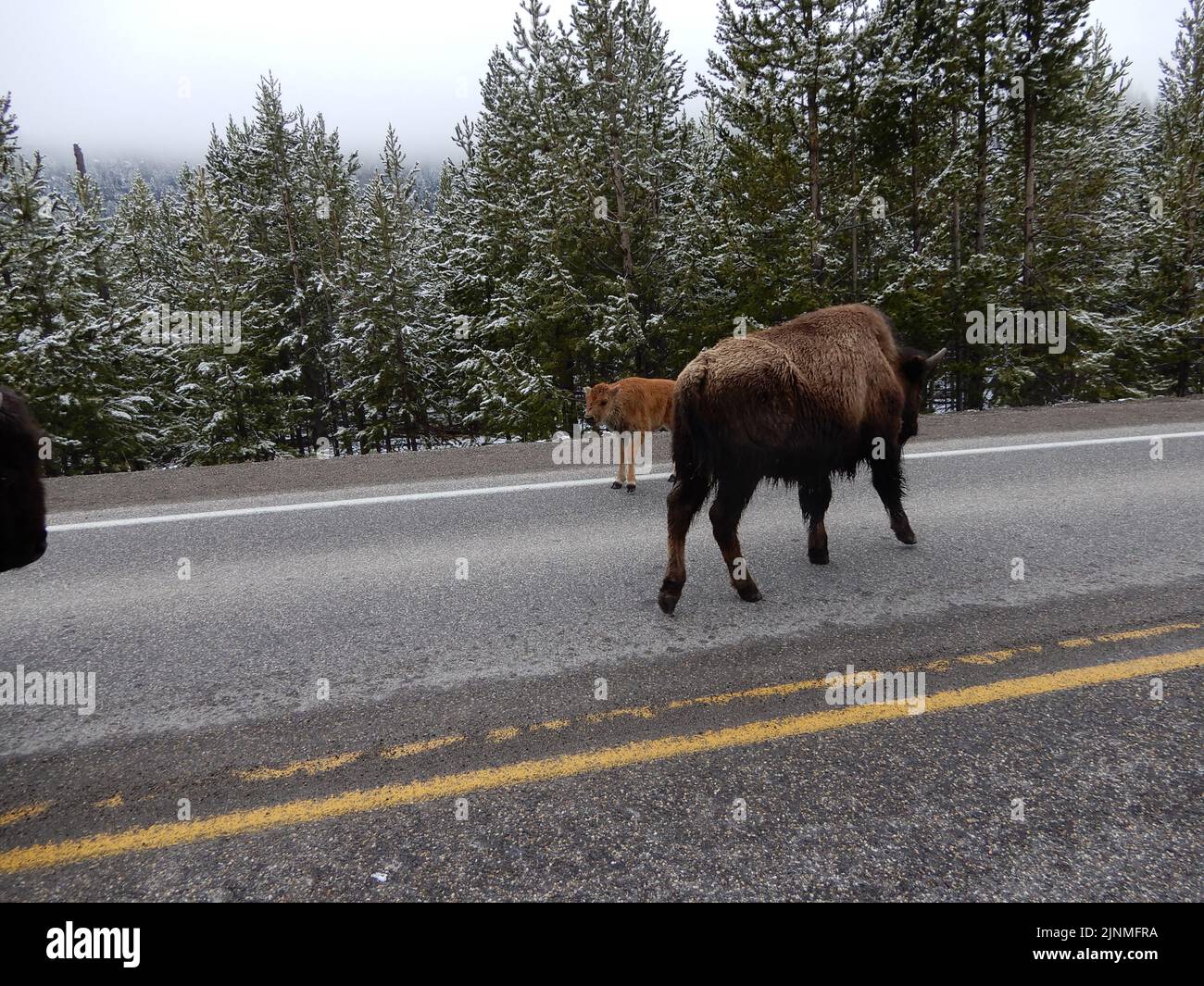 American bullfalo hi-res stock photography and images - Alamy