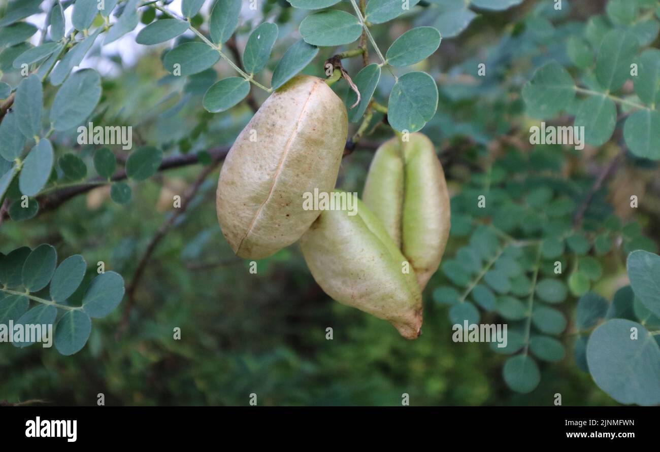 Beautiful seed pods and green foliage in autumn garden scene Stock ...