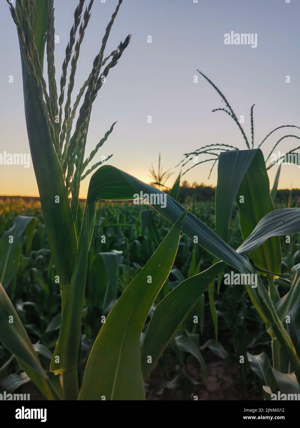 corn field at sunset Stock Photo - Alamy