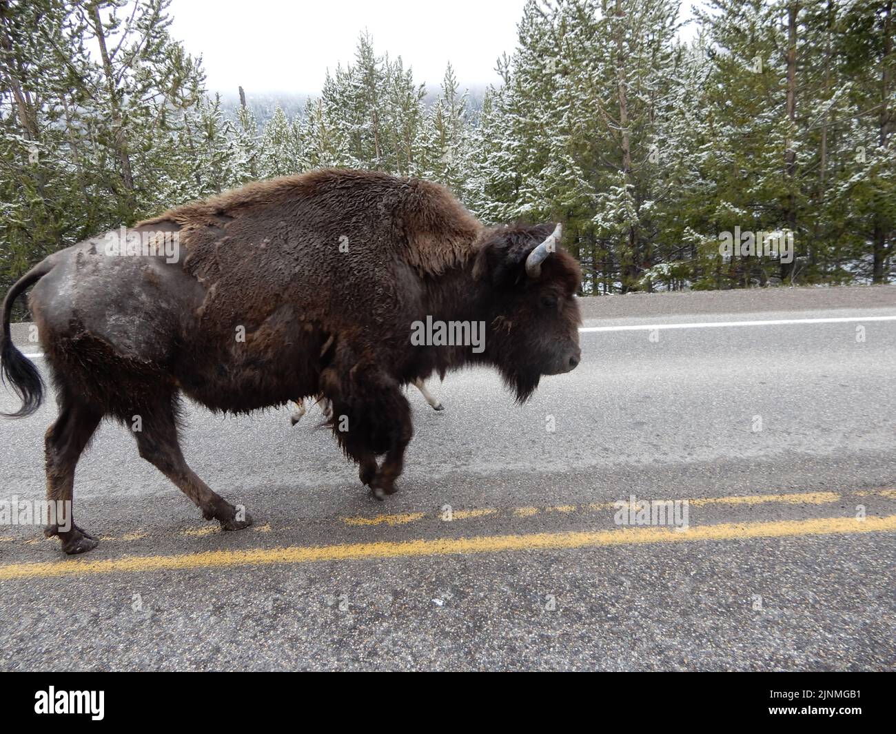 Yellowstone National Park, U.S.A. 5/21-24/2022. American Bison. 5,000 ...