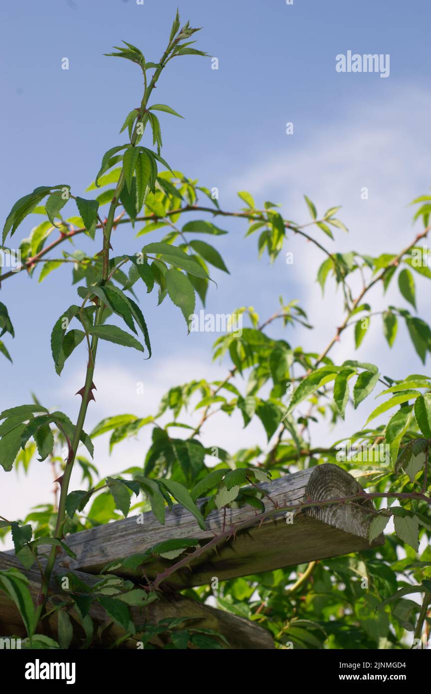 Rose Arch, Dorset Stock Photo - Alamy