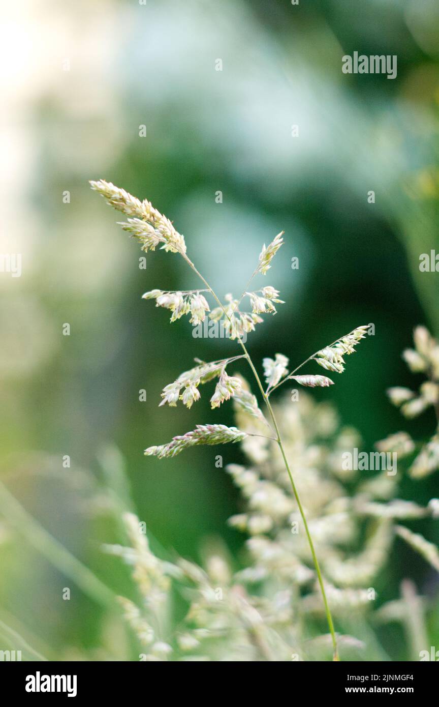 Grass gardens hi-res stock photography and images - Alamy