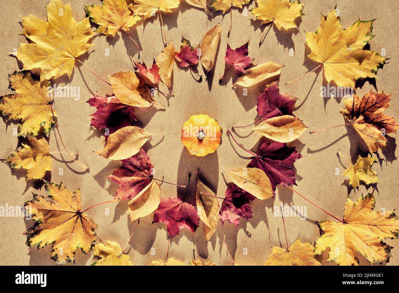 Dry Fall leaves and pumpkin on cardboard background. Direct sunlight ...