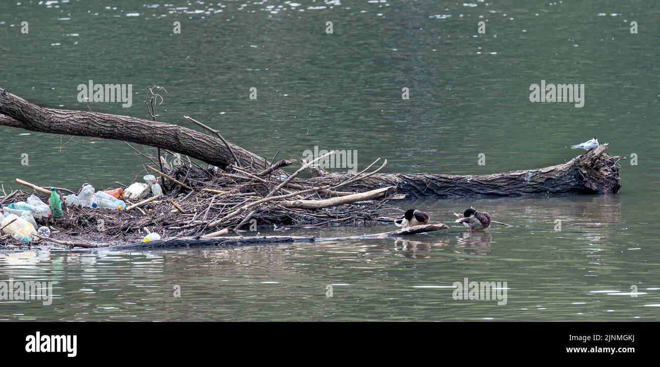 Nile geese in a polluted river Stock Photo - Alamy