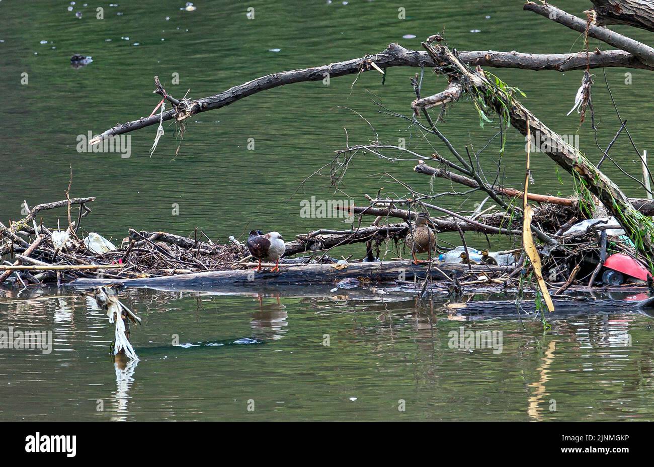 Nile geese in a polluted river Stock Photo - Alamy