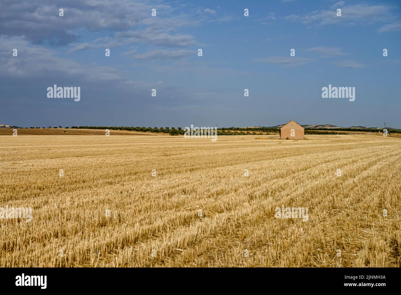 Cereal field landscape after harvest. Bales of hay in the field Stock ...