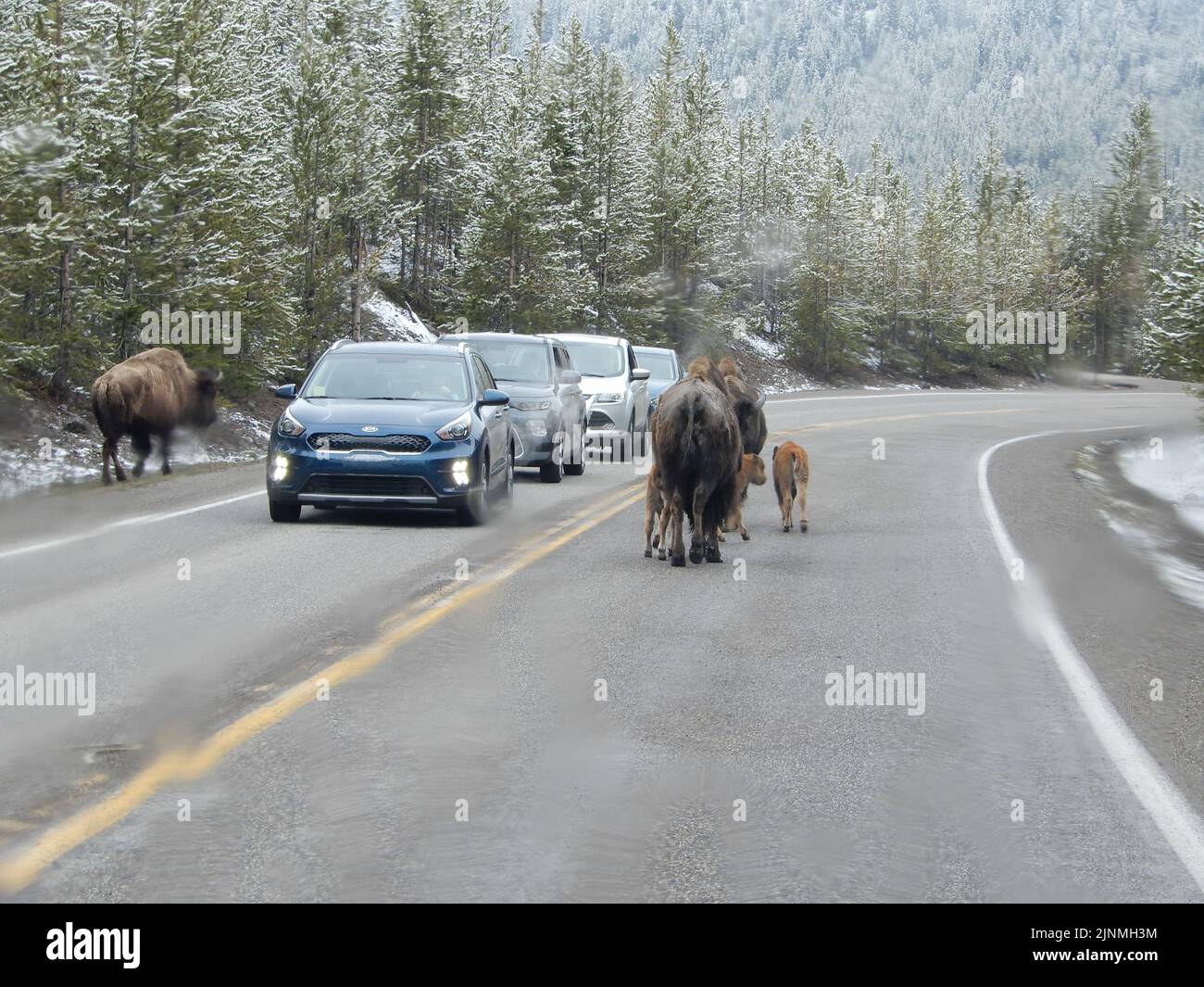 Yellowstone National Park, U.S.A. 5/21-24/2022. American Bison. 5,000 ...