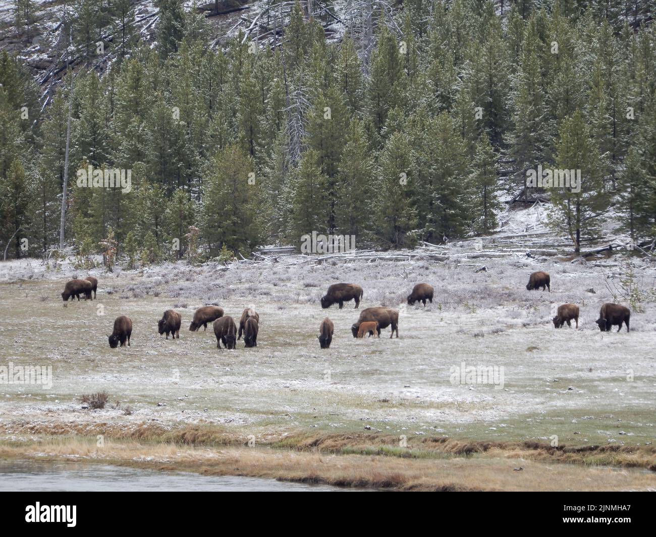 Yellowstone National Park, U.S.A. 5/21-24/2022. American Bison. 5,000 ...