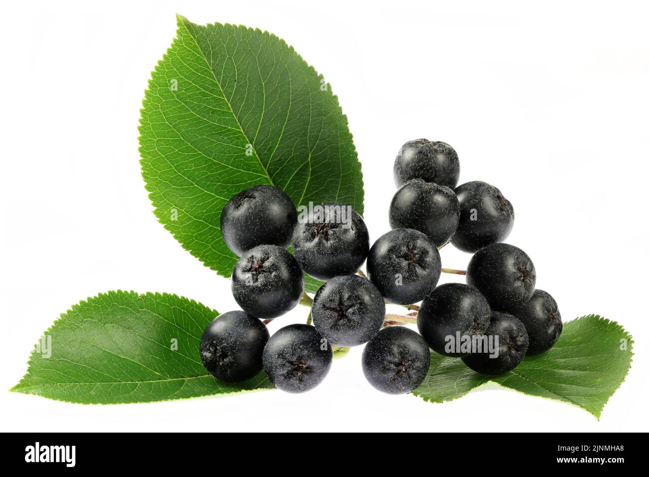 Aronia berries isolated on white background Stock Photo - Alamy