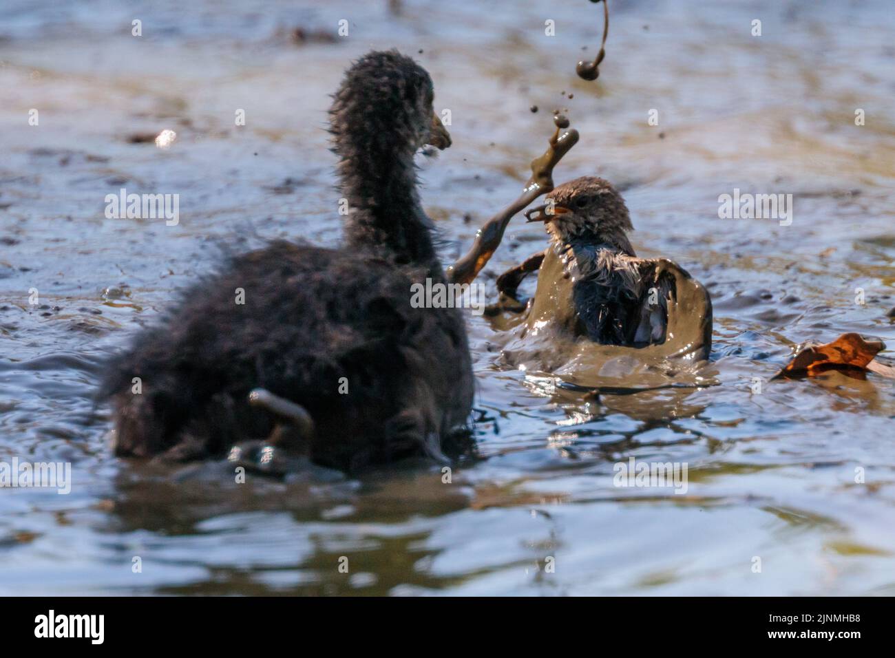 Barn Hill Pond, Wembley Park, UK. 11th August 2022. UK WEATHER. With ...