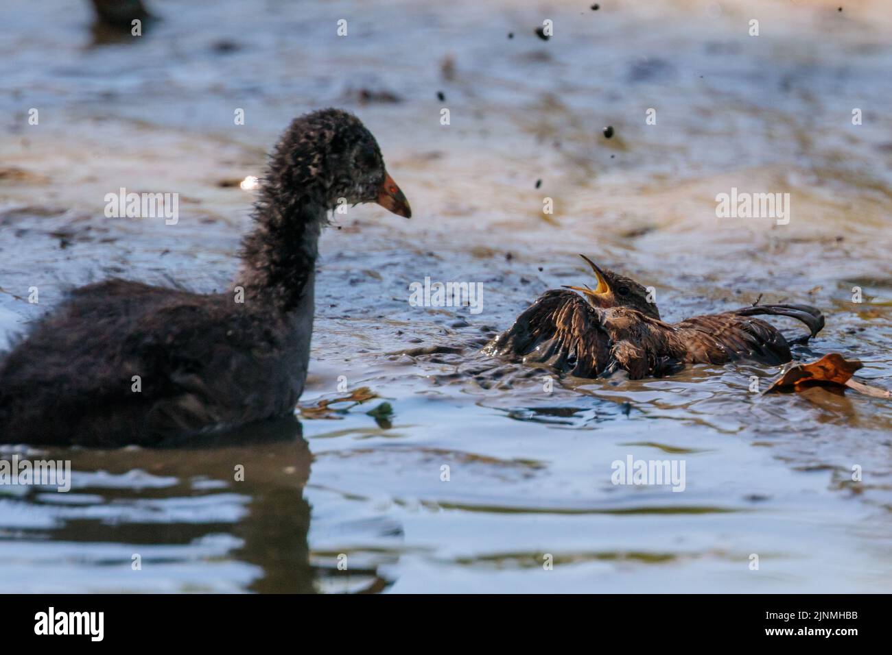 Barn Hill Pond, Wembley Park, UK. 11th August 2022. UK WEATHER. With ...