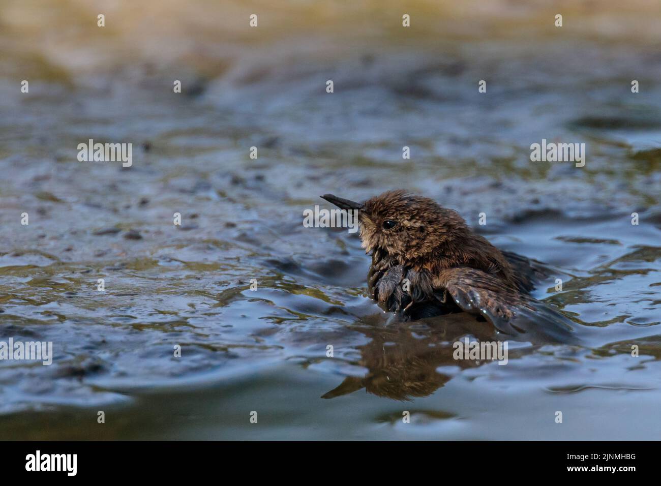 Barn Hill Pond, Wembley Park, UK. 11th August 2022. UK WEATHER. With ...