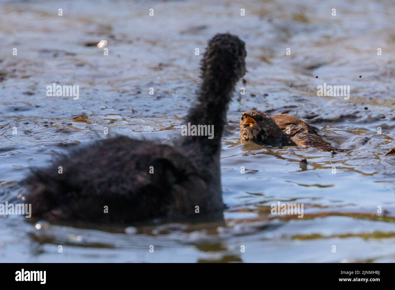 Barn Hill Pond, Wembley Park, UK. 11th August 2022. UK WEATHER. With ...